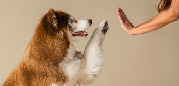 “반려견 수명 연장 약(藥) ‘LOY-002’ 내년 초 나온다”