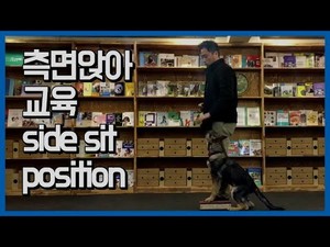 [동영상] 강아지 측면 앉아 교육 - side sit position