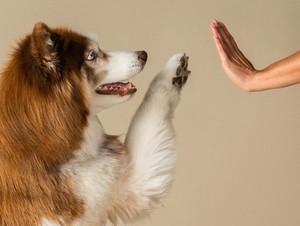 “반려견 수명 연장 약(藥) ‘LOY-002’ 내년 초 나온다”